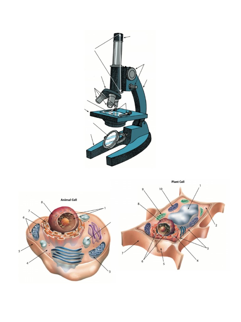 Microscope, Plant and Animal Cell (Labels) | PDF