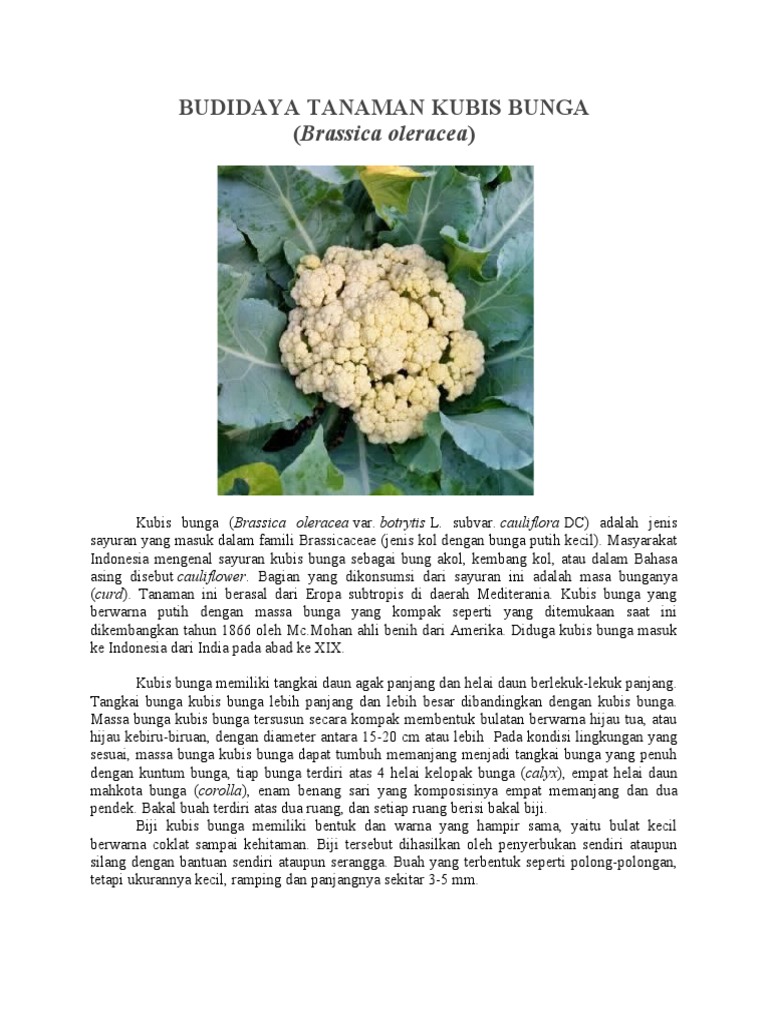 Panduan Budidaya Kubis Bunga | PDF