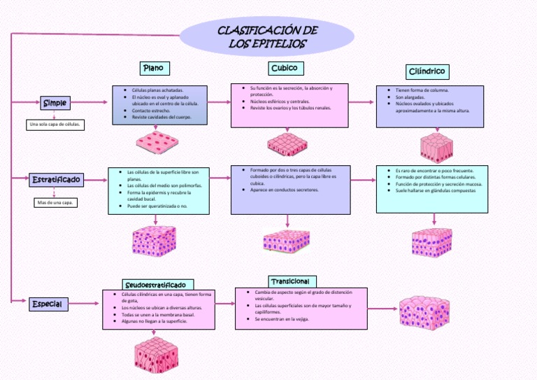 Clasificación de Los Epitelios: Plano Cubico Cilíndrico | PDF ...