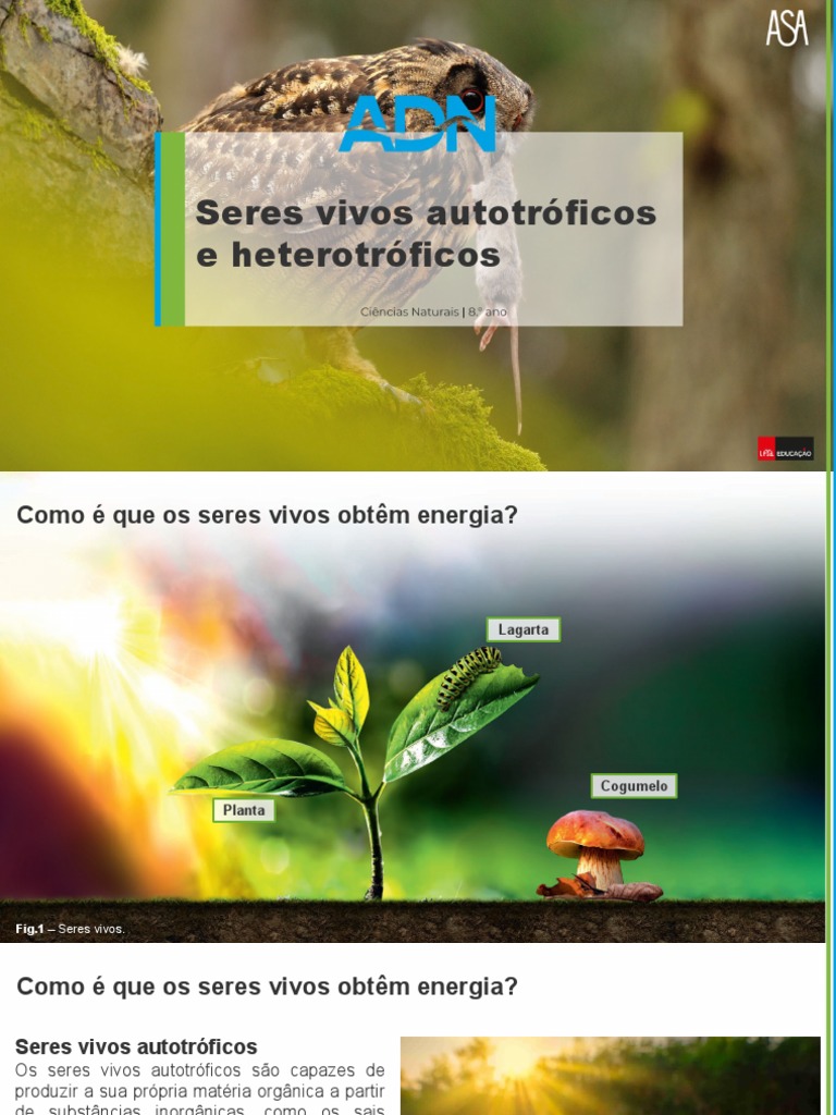 Os modos de obtenção de energia pelos seres vivos: autotrofia e ...