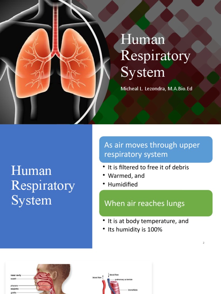 Respiratory System | PDF | Respiratory Tract | Lung