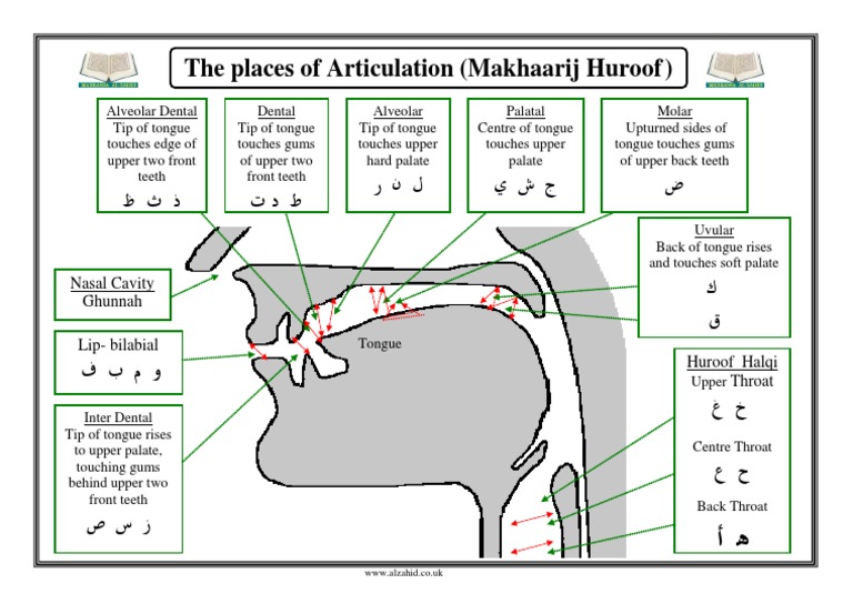 Arabic Letters Articulation Guide | PDF