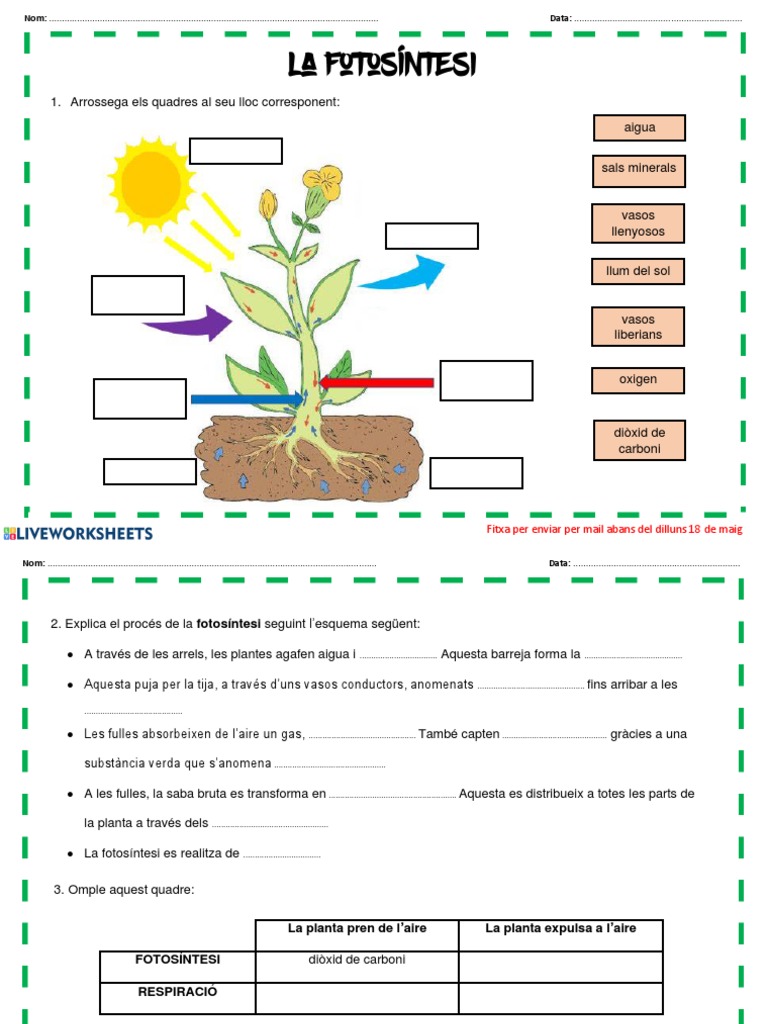 La Fotosíntesis | PDF