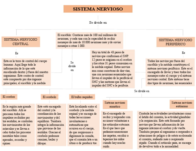 Mapa Conceptual - SNC y SNP. | PDF | Sistema nervioso | Anatomía