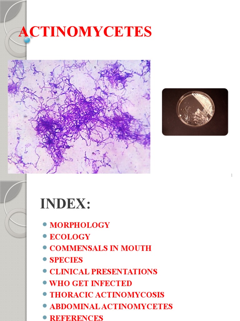 Actinomycetes - Ranjana Bhati | PDF | Organisms | Medical Specialties