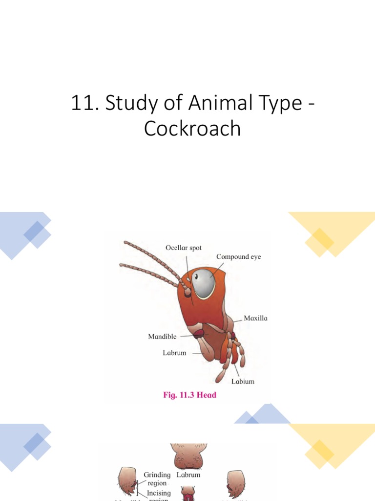 Cockroach Digestive and Circulatory Systems | PDF | Digestion | Heart