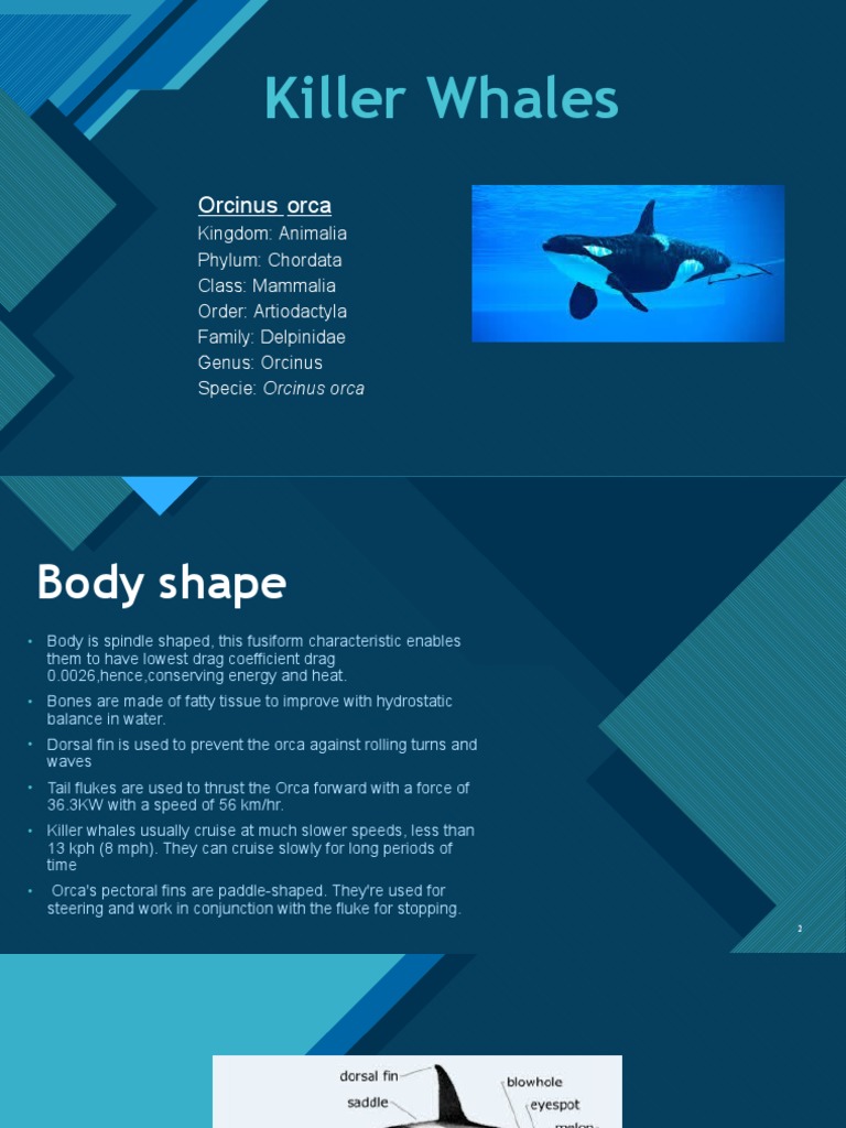 Orcas Physics Presenttaion | PDF | Whales | Breathing