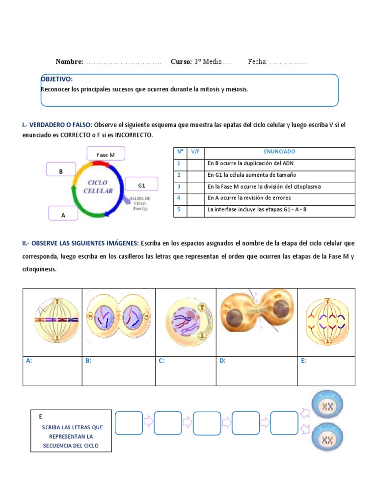 Mitosis | PDF | Mitosis | Mitosis