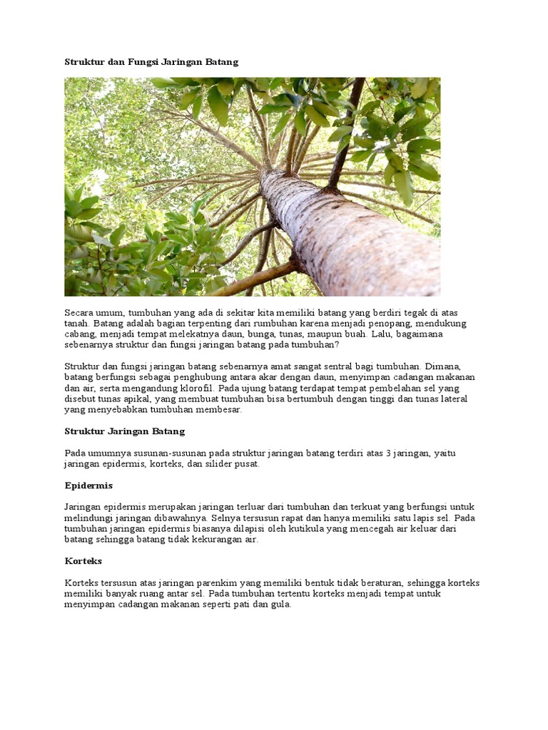 Struktur Dan Fungsi Jaringan Batang | PDF