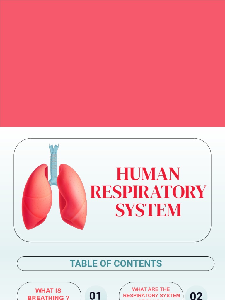 Human Respiratory System Guide | PDF