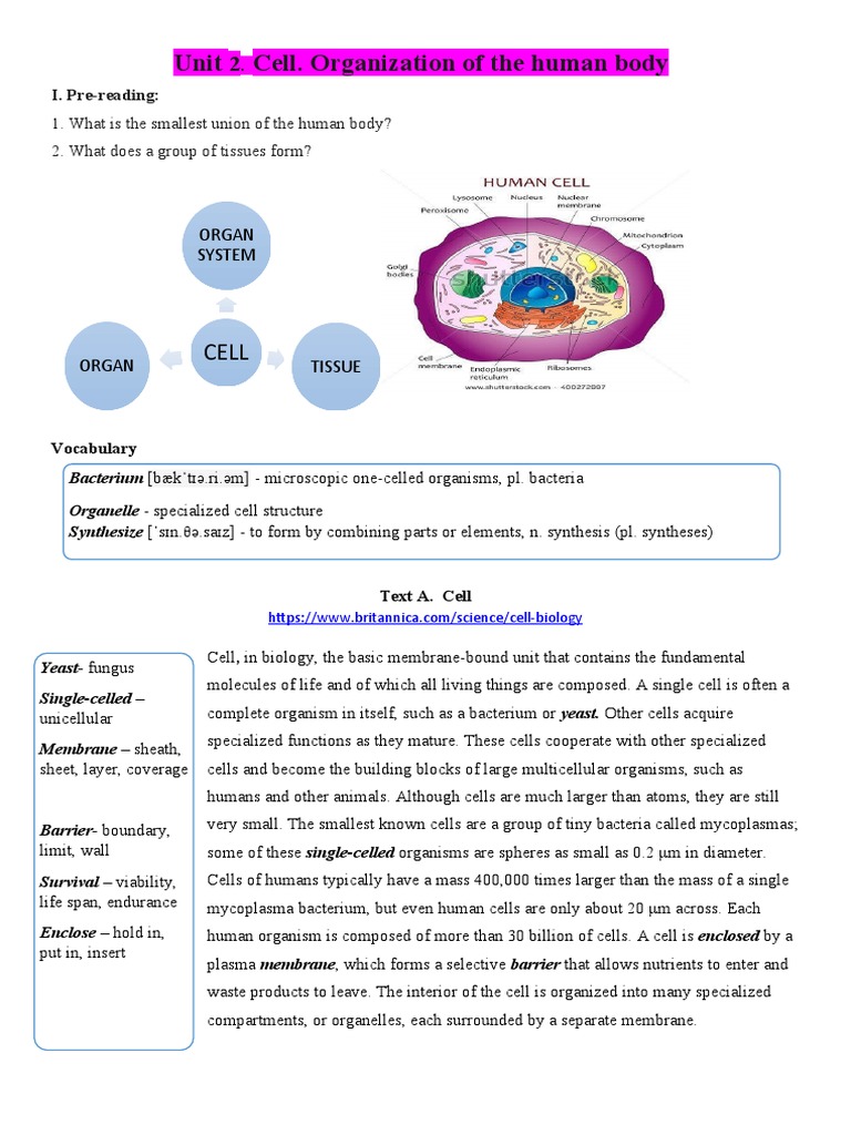 Cell Organization of The Human Body-21110 | PDF | Cell (Biology ...