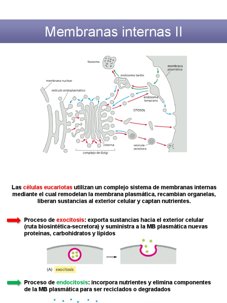 El complejo sistema de transporte vesicular intracelular: mecanismos ...