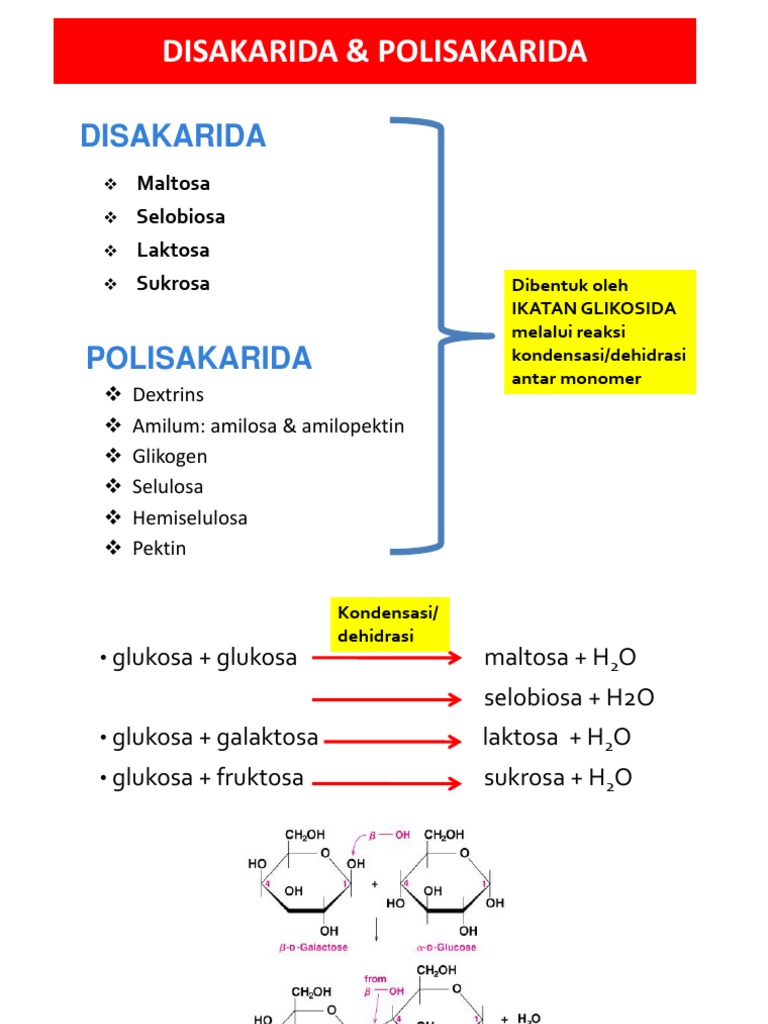 3 KARBOHIDRAT (Disakarida & Polisakarida) | PDF