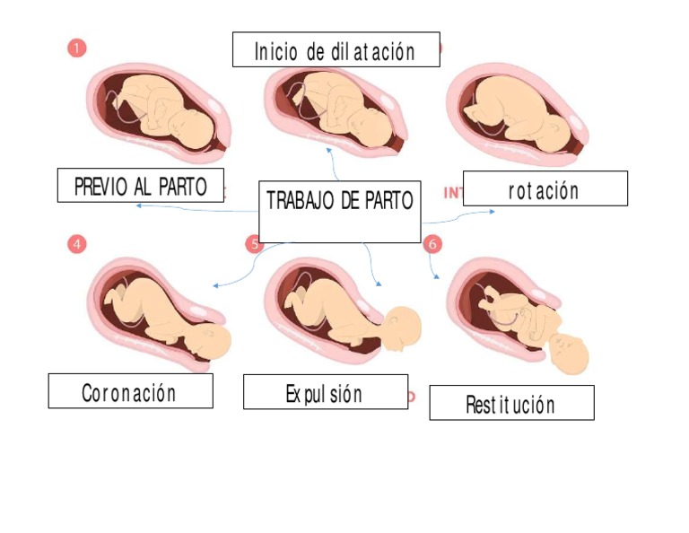 Las etapas clave del parto: desde la dilatación hasta la restitución | PDF