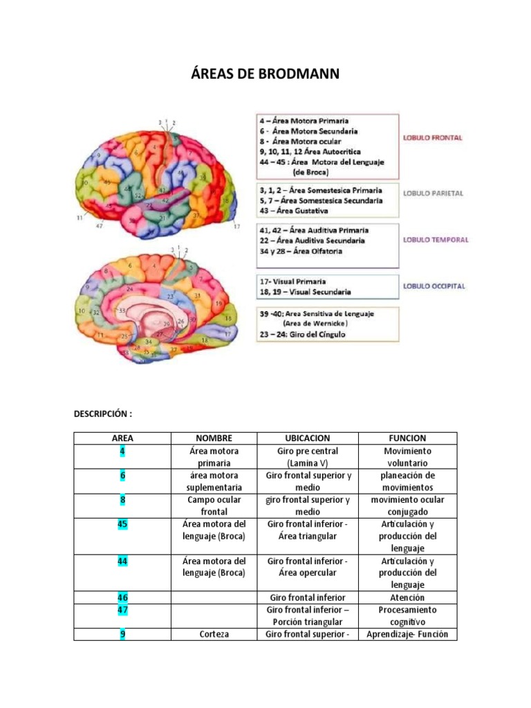 Áreas de Brodmann: Una descripción detallada de las regiones cerebrales ...