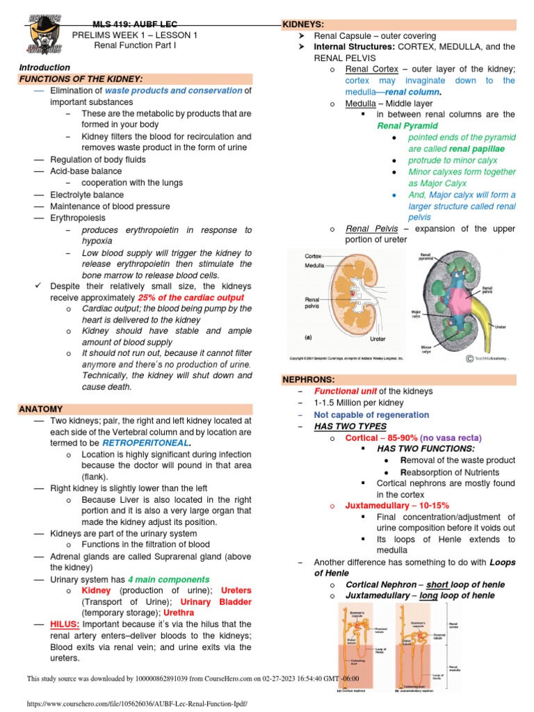 AUBF Lec Renal Function I PDF | PDF | Kidney | Angiotensin