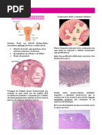 Colpocleisis de Le Fort en Prolapso Uterino | PDF | Vagina | Medicina