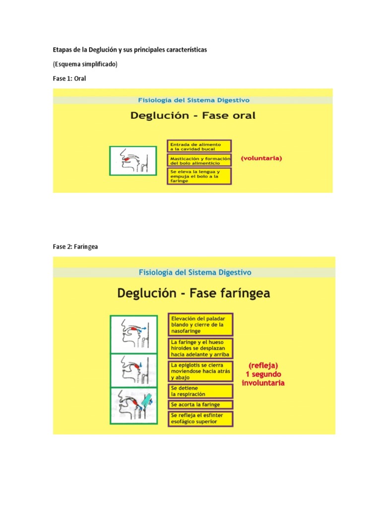 Etapas de La Deglución | PDF