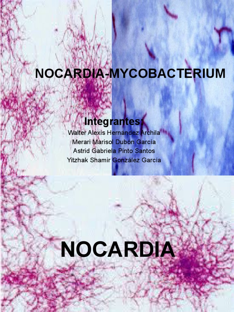 Nocardia Mycobacterium | PDF | Mycobacterium | Tuberculosis