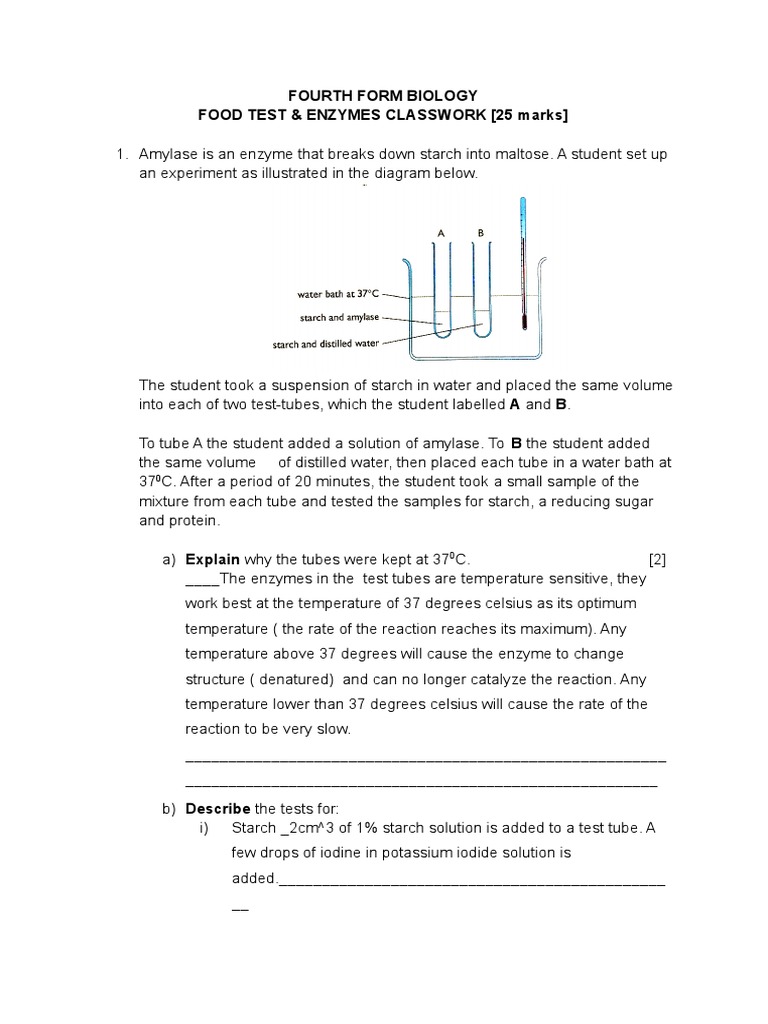 Mariah Campbell Biology Homework | PDF | Starch | Enzyme