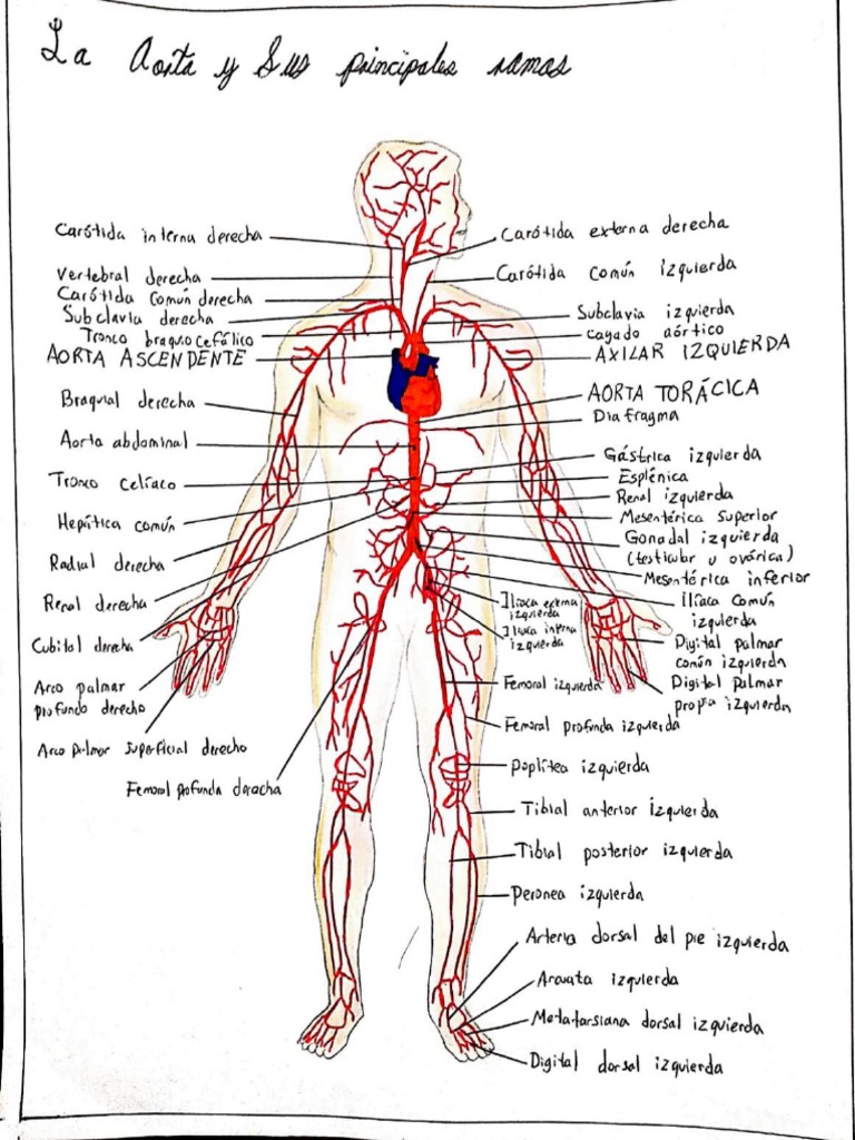 Actividad 7 La Aorta y Sus Principales Ramas y Las Principales Venas | PDF