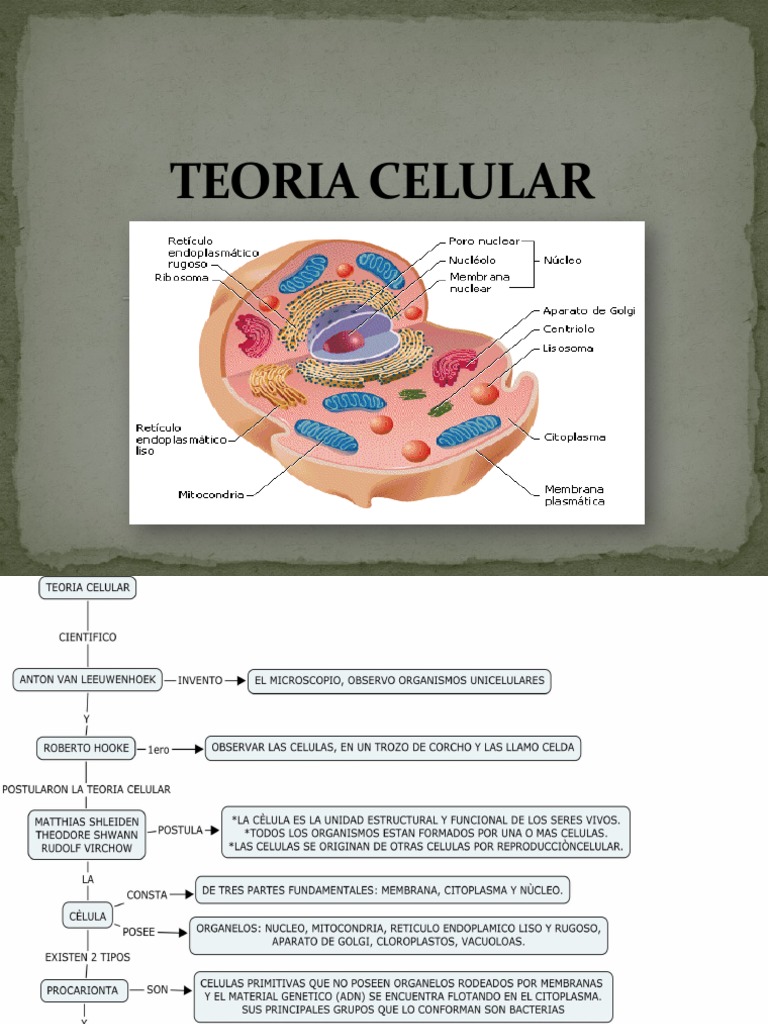 Mapa Mental de la Teoría Celular | PDF | Ciencia y matemáticas