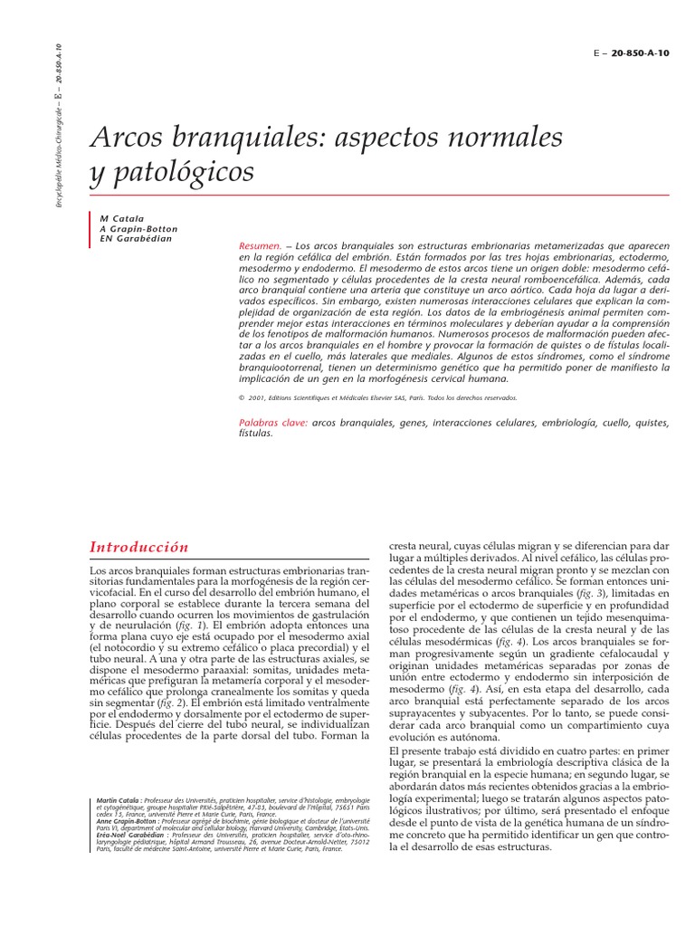 Arcos Branquiales, Aspectos Normales Y Patológicos | PDF | Epitelio ...