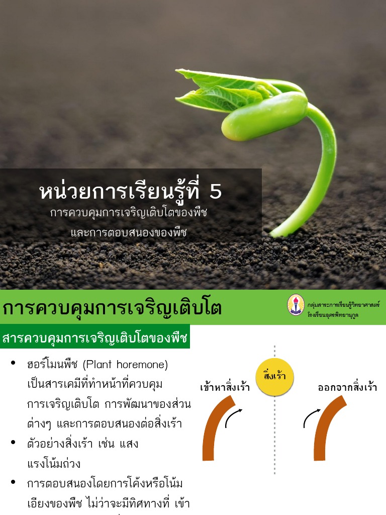 6.plant Hormone and Response | PDF