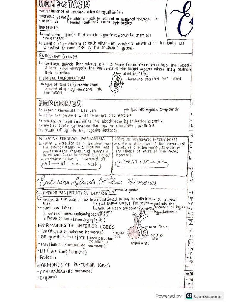 Endocrine System Grade 12 Notes | PDF