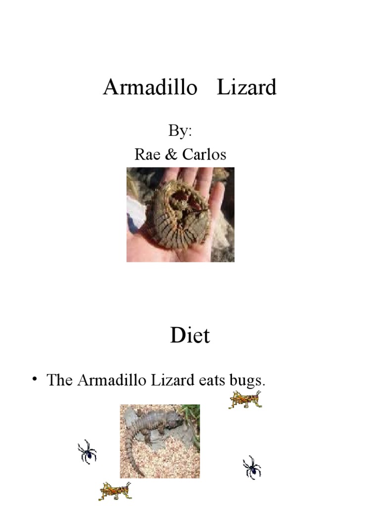 Armadillo | PDF