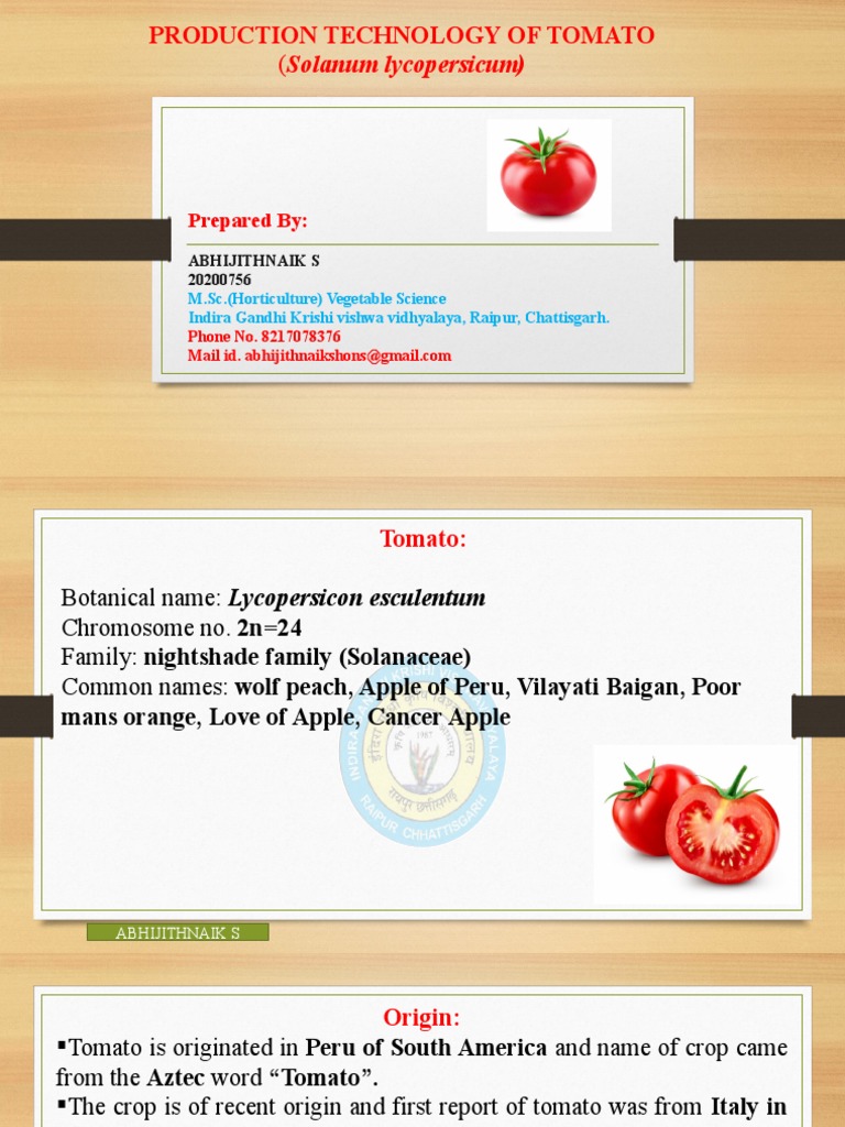 Production Technology of Tomato | PDF | Tomato | Flowers