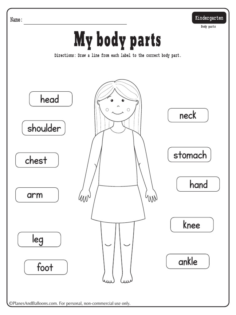 Body Parts Worksheets | PDF