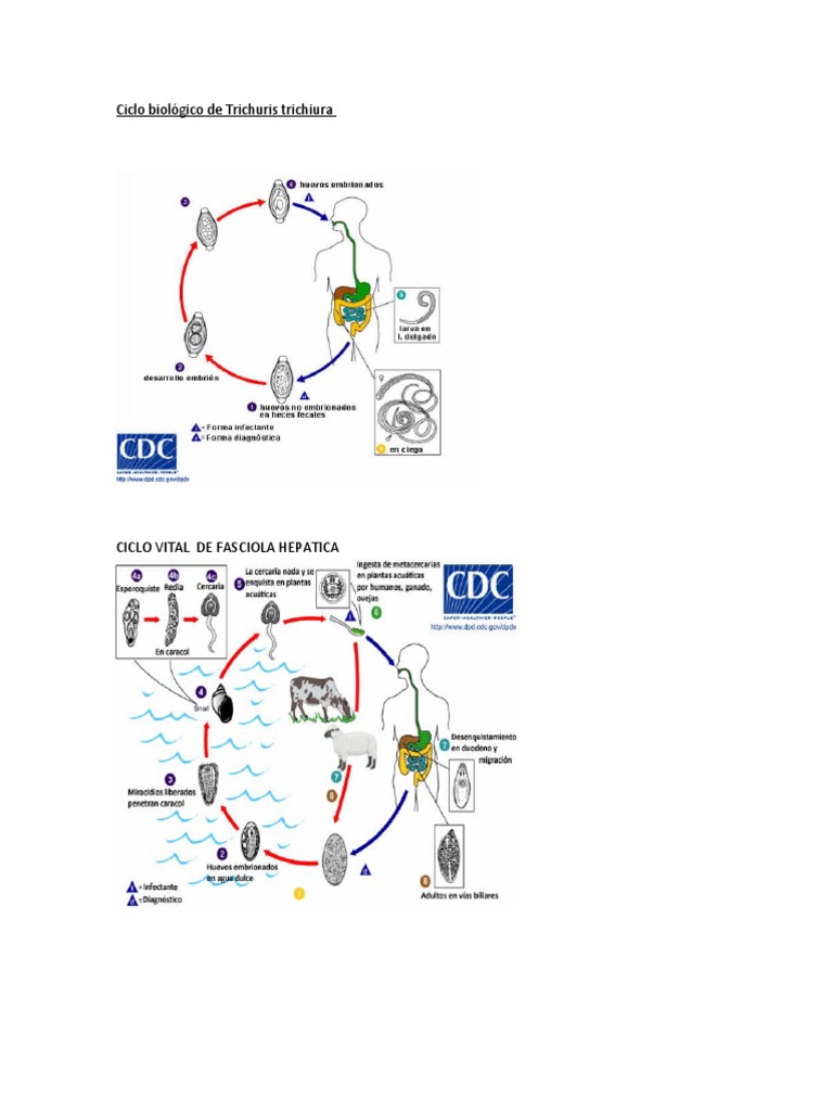 Ciclo Biológico de Trichuris Trichiura | PDF