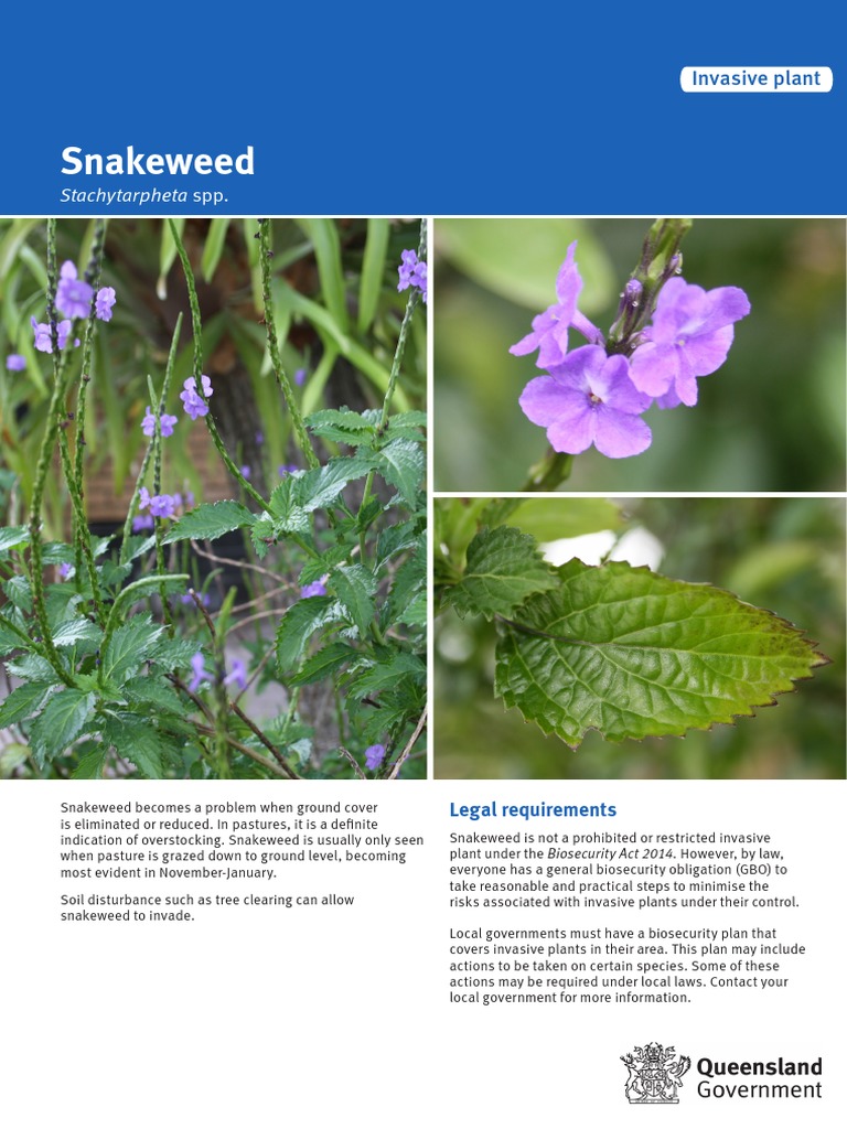 Invasive Plant Profile: Controlling the Spread of Snakeweed in ...
