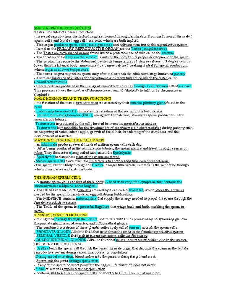 Male Reproductive System Overview | PDF | Testicle | Sperm