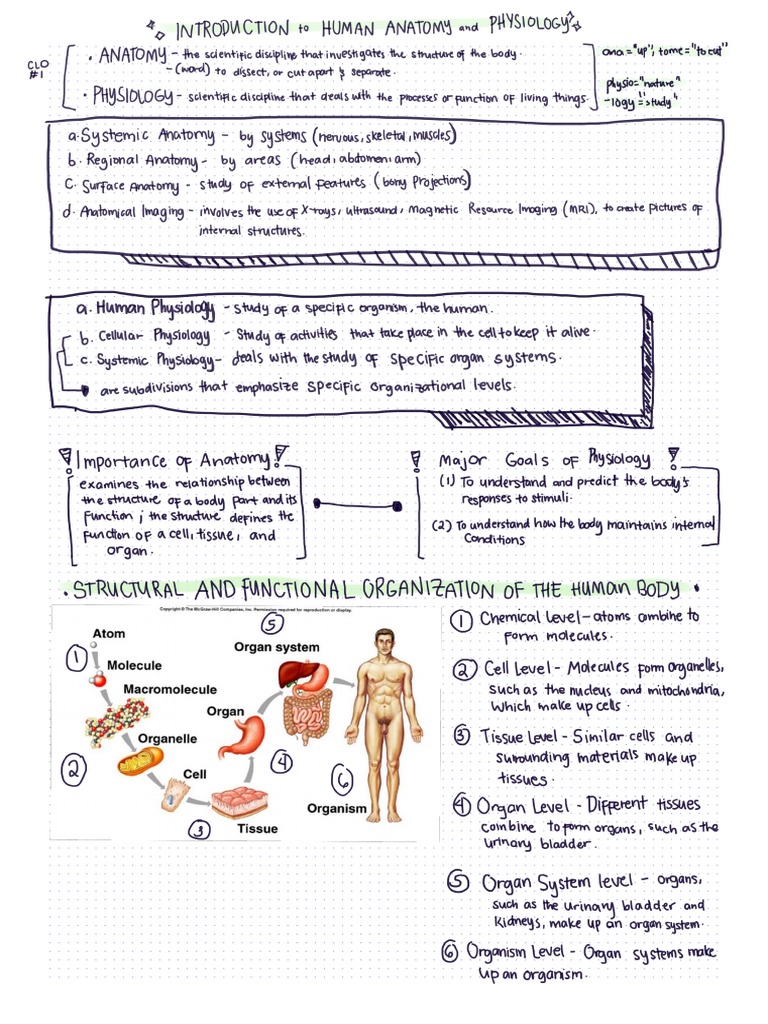 Module 1M Anaphy Notes | PDF
