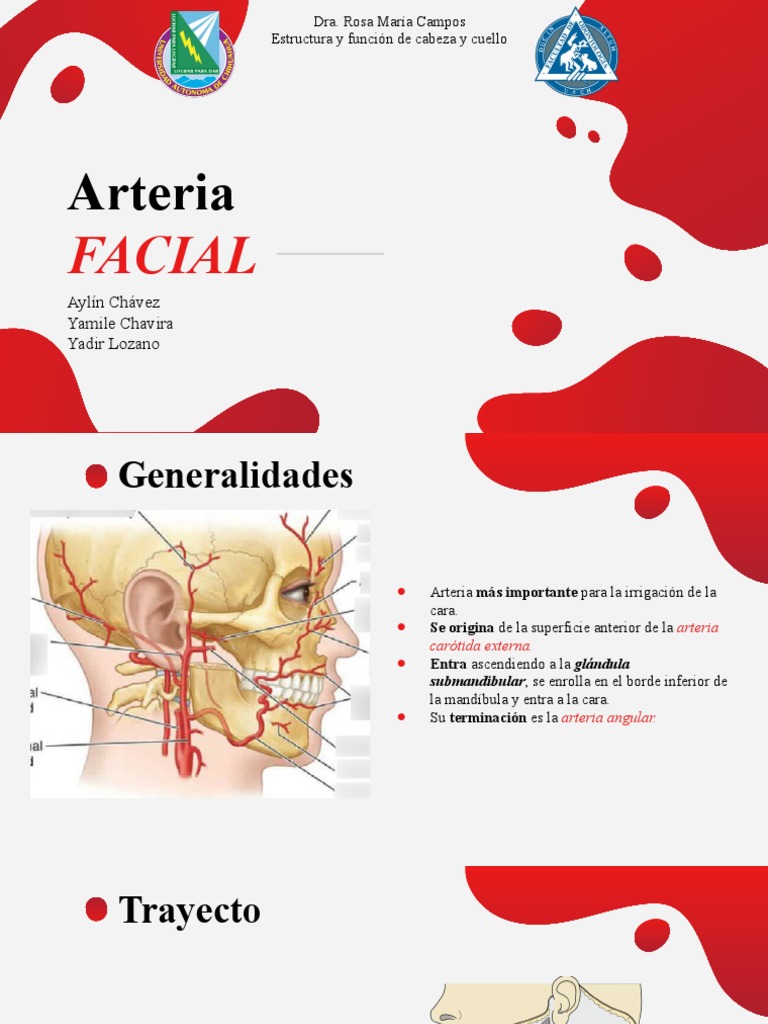 Arteria Facial | PDF | Anatomía humana | Cabeza y cuello humanos