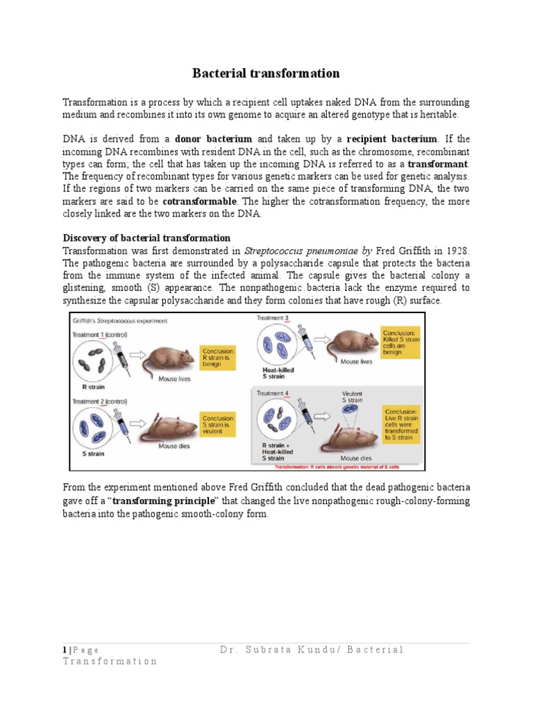 Bacterial Transformation | PDF | Transformation (Genetics) | Dna