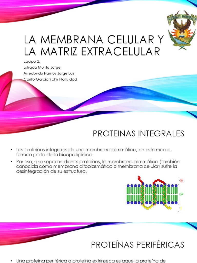 La Membrana Celular y La Matriz Extracelular Jorge | Descargar gratis ...