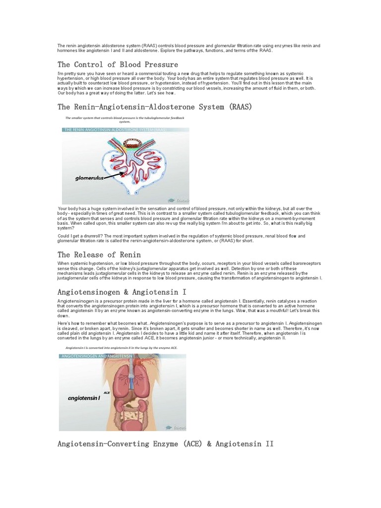 The Renin Angiotensin Aldosterone System Raas Download Free Pdf