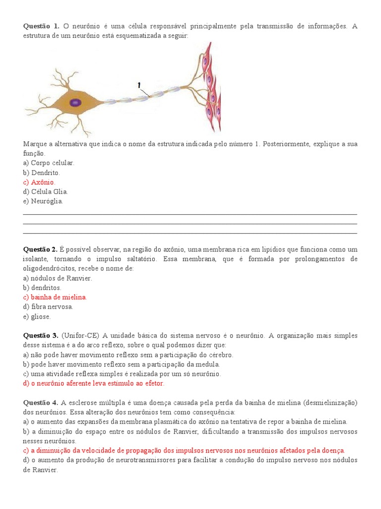 Exercício Neurônios, SNC e SNP | PDF | Sistema nervoso central | Mielina