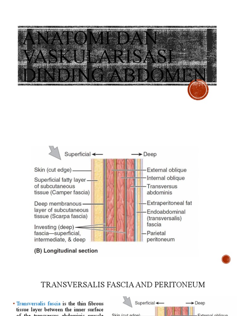 Anatomi Dan Vaskularisasi | PDF