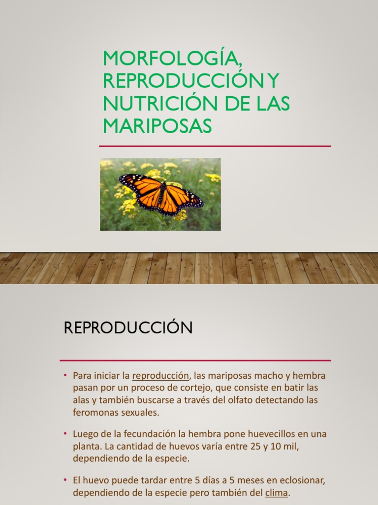 Morfología, reproducción y nutrición de las mariposas | PDF