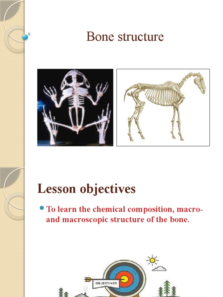 Bone Structure and Composition Basics | PDF