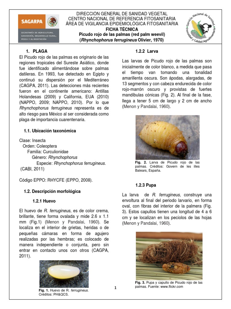Ficha Picudo | PDF | Arecaceae | Organismos