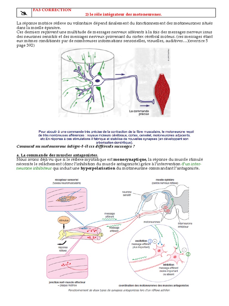 Exerc Sommation Nerv | PDF | Synapse | Système nerveux
