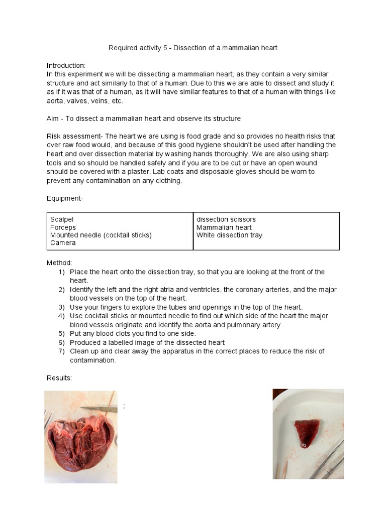 Dissection of The Mammalien Heart | PDF