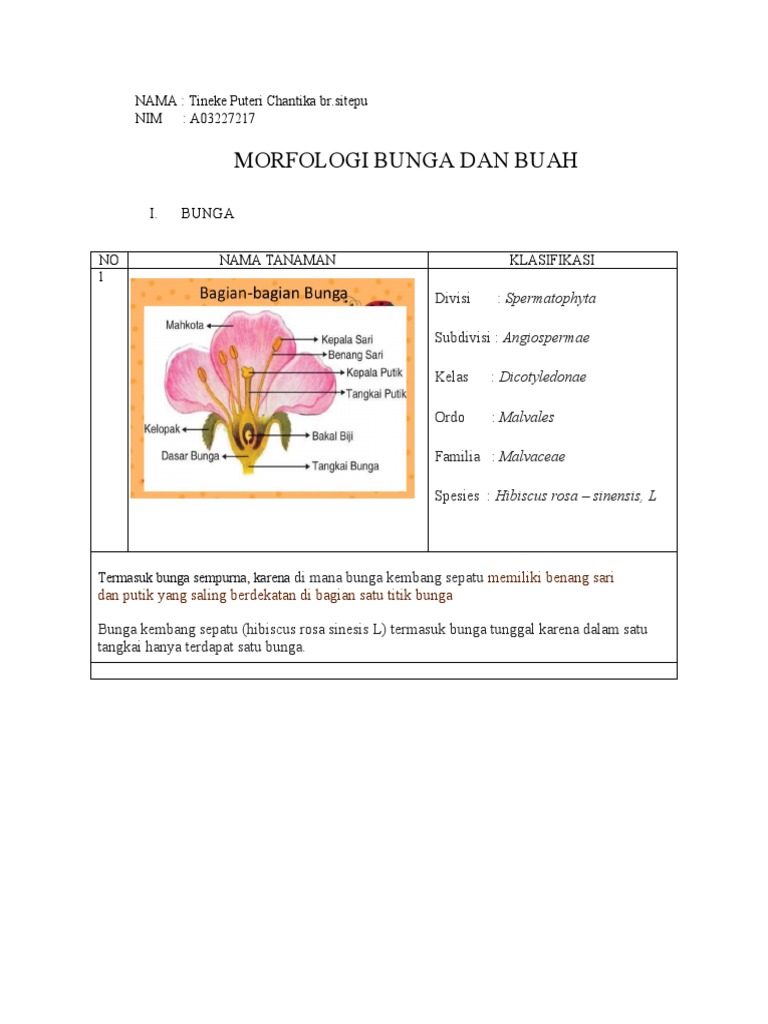 Morfologi Bunga dan Buah Kembang Sepatu dan Pepaya | PDF