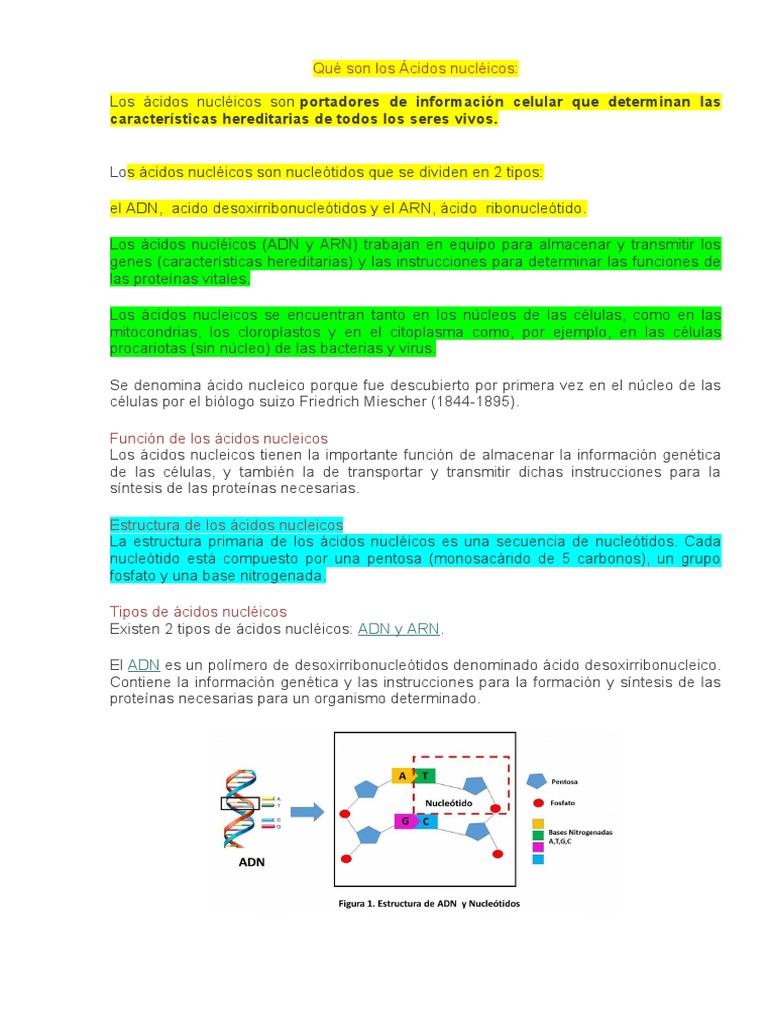 Ácidos Nucléicos Adn y Arn | PDF | Rna | Ácidos nucleicos