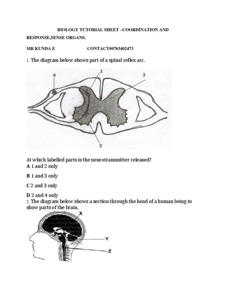 Biology Tutorial: Coordination & Response | PDF | Hormone | Endocrine ...